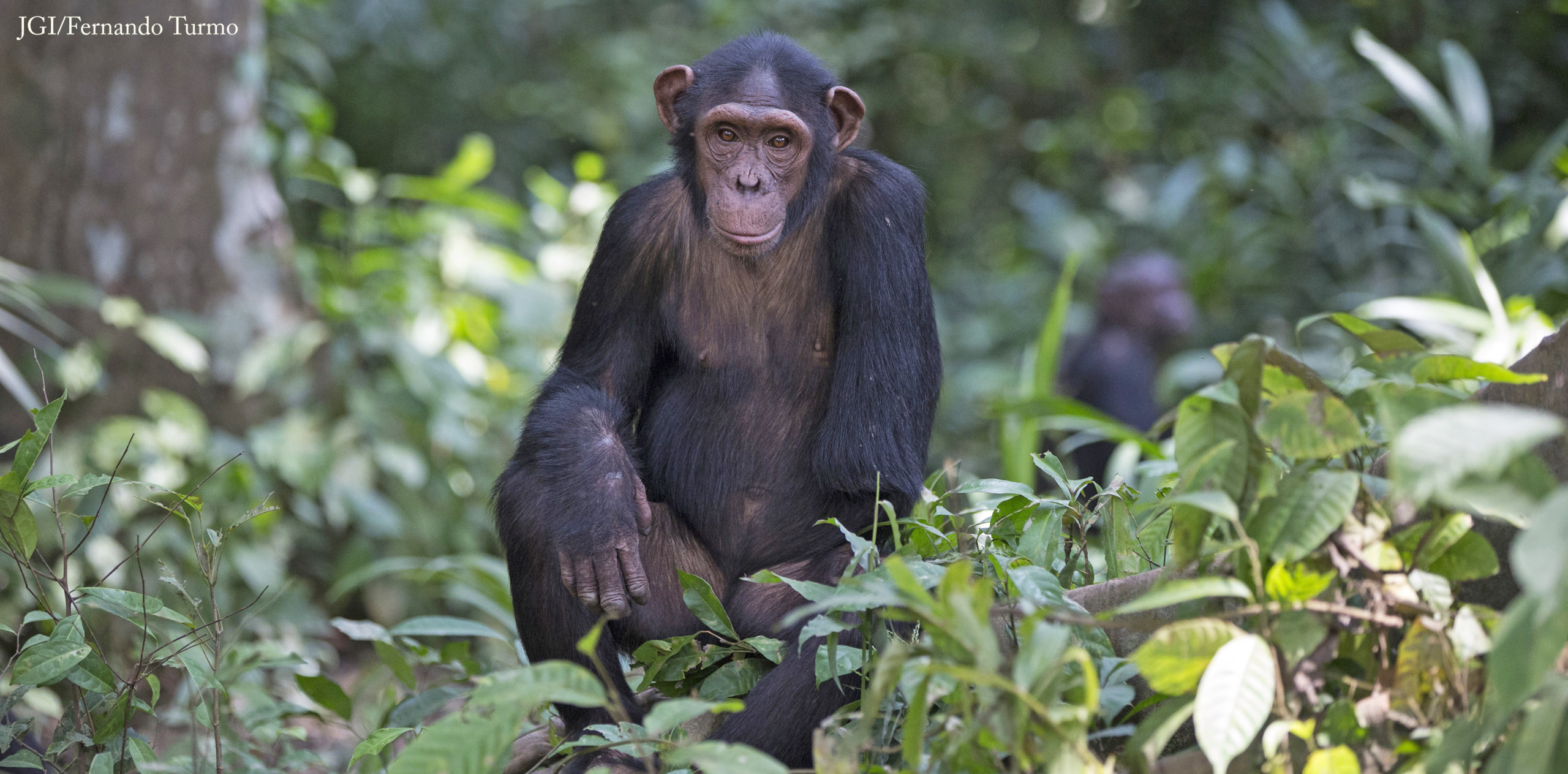 ForeverWild - Roots & Shoots