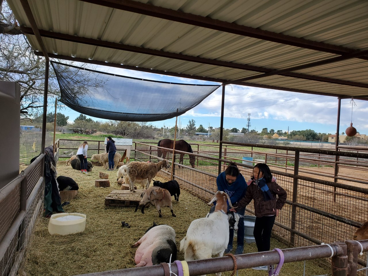 TRAK Ranch Volunteering: Therapeutic Ranch for Animals and Kids - Roots ...