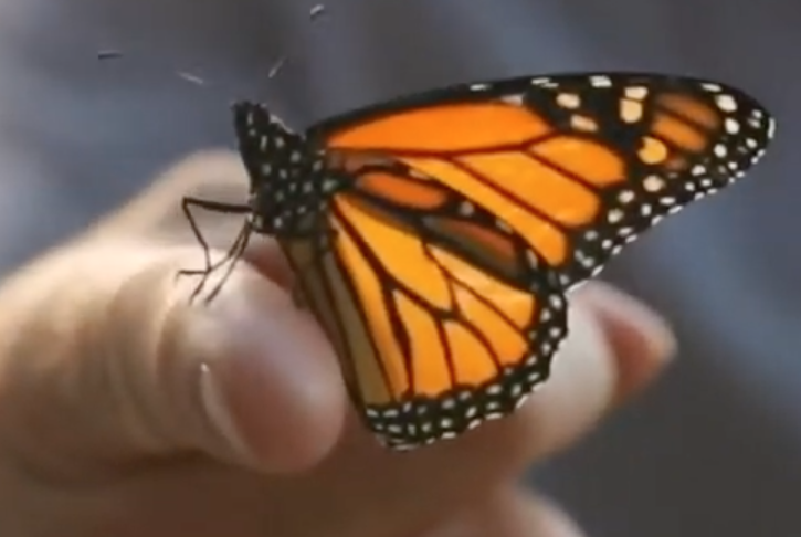 Monarch Habitat Restoration - Roots & Shoots